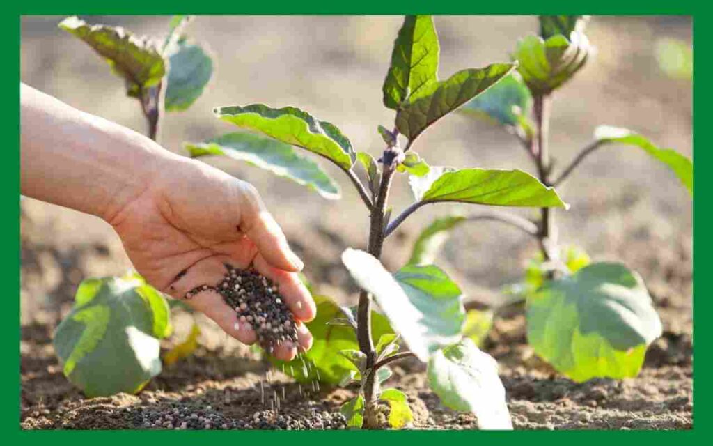 Fertilizer Prices in Pakistan 2025 | DAP, Urea, SSP, SOP Rates